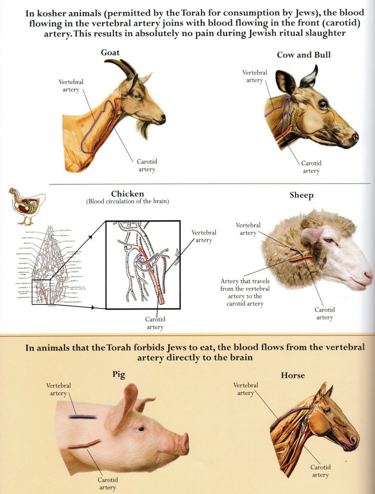 Kosher Animals and Shechita - Three Rational Approaches - My Western Wall
