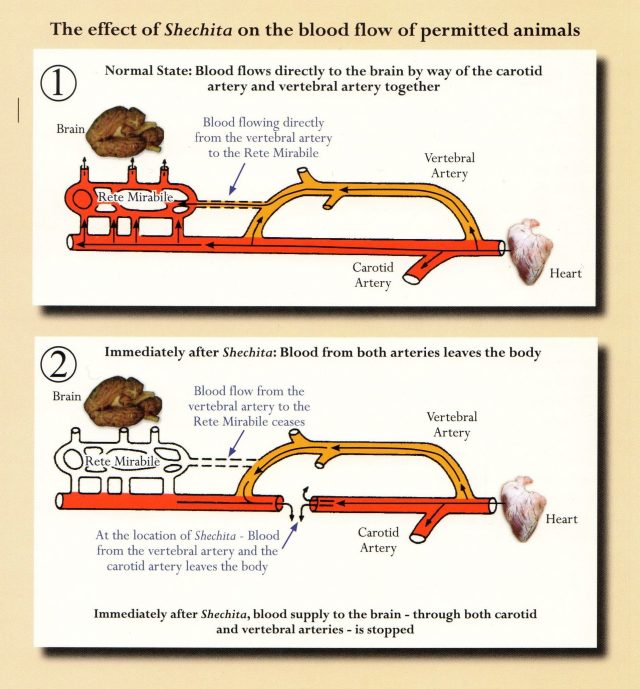 Kosher Animals and Shechita - Three Rational Approaches - My Western Wall
